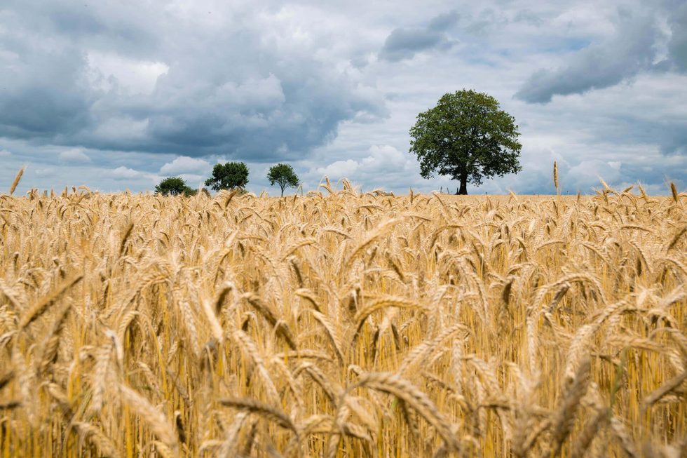 Moldova Farming – Agricultura si ECO Farming